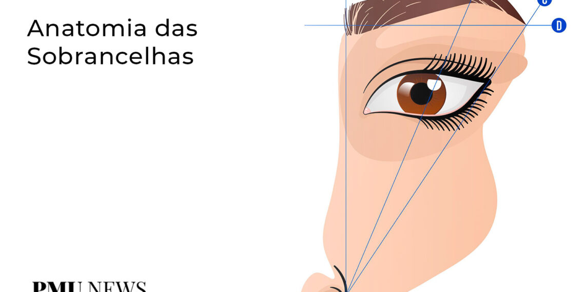 Anatomia Das Sobrancelhas Aprenda Agora