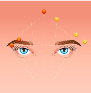 Anatomia Das Sobrancelhas Aprenda Agora